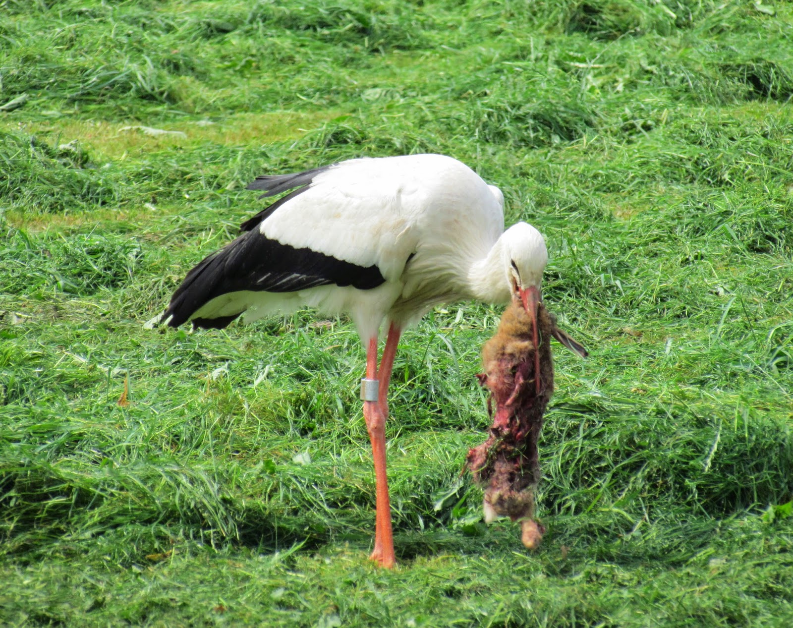 BARRY the BIRDER: White Storks