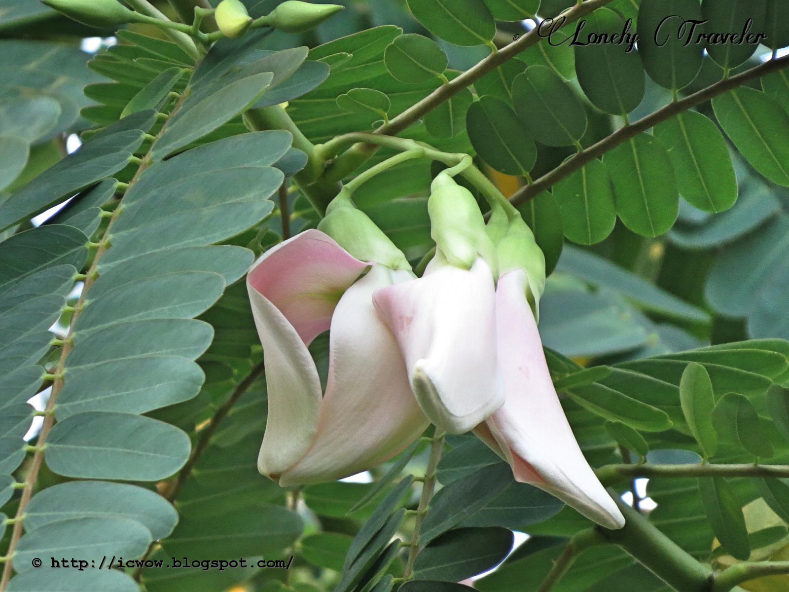 Bok Ful (বক ফুল) - Sesbania grandiflora