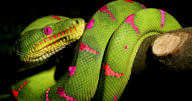 EKOGEO: JENIS-JENIS ULAR DARI SUKU PYTHONIDAE DI INDONESIA