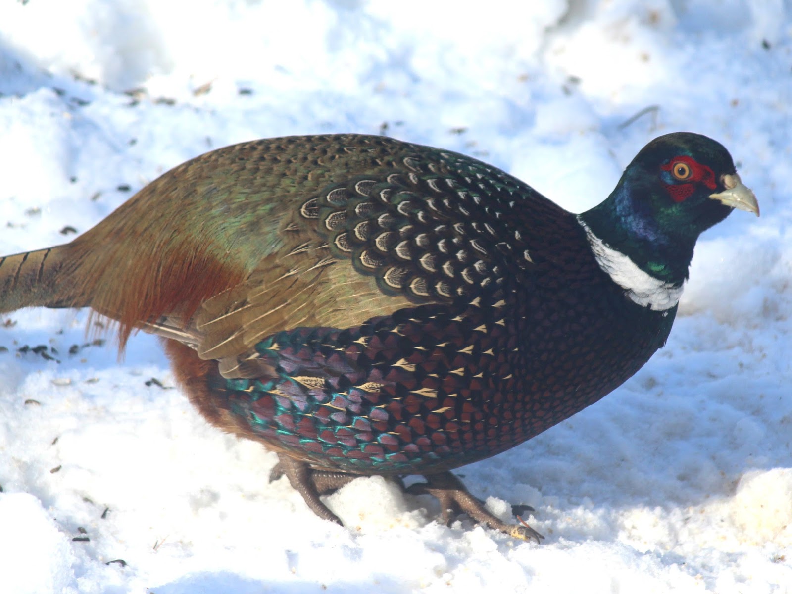 Dispatches from Can of Duck: Melanistic Pheasants