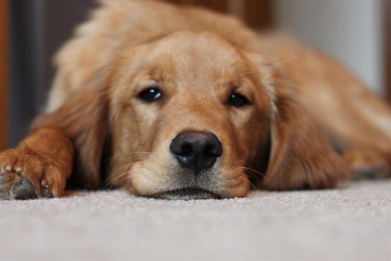 645 workshop by the crafty cpa: me: puppy photo shoot