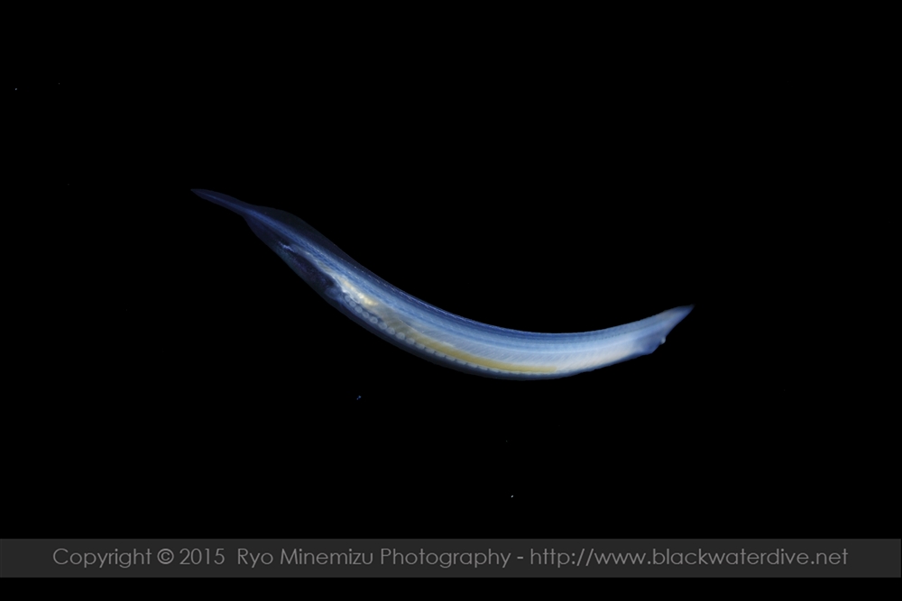 Black Water Dive® - ブラックウォーターダイブ: Asymmetron lucayanum spp.