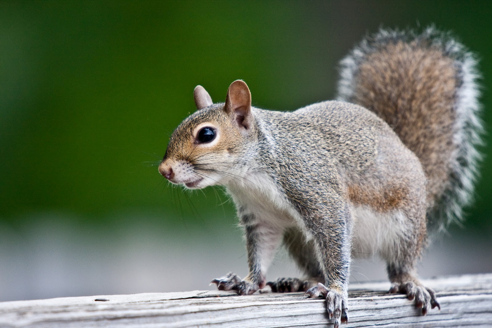 Exteriors For Living: 10 Ways To Squirrel Proof Your Garden