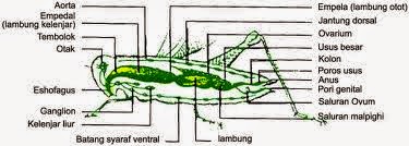 LETS SHARE: ANATOMI SERANGGA