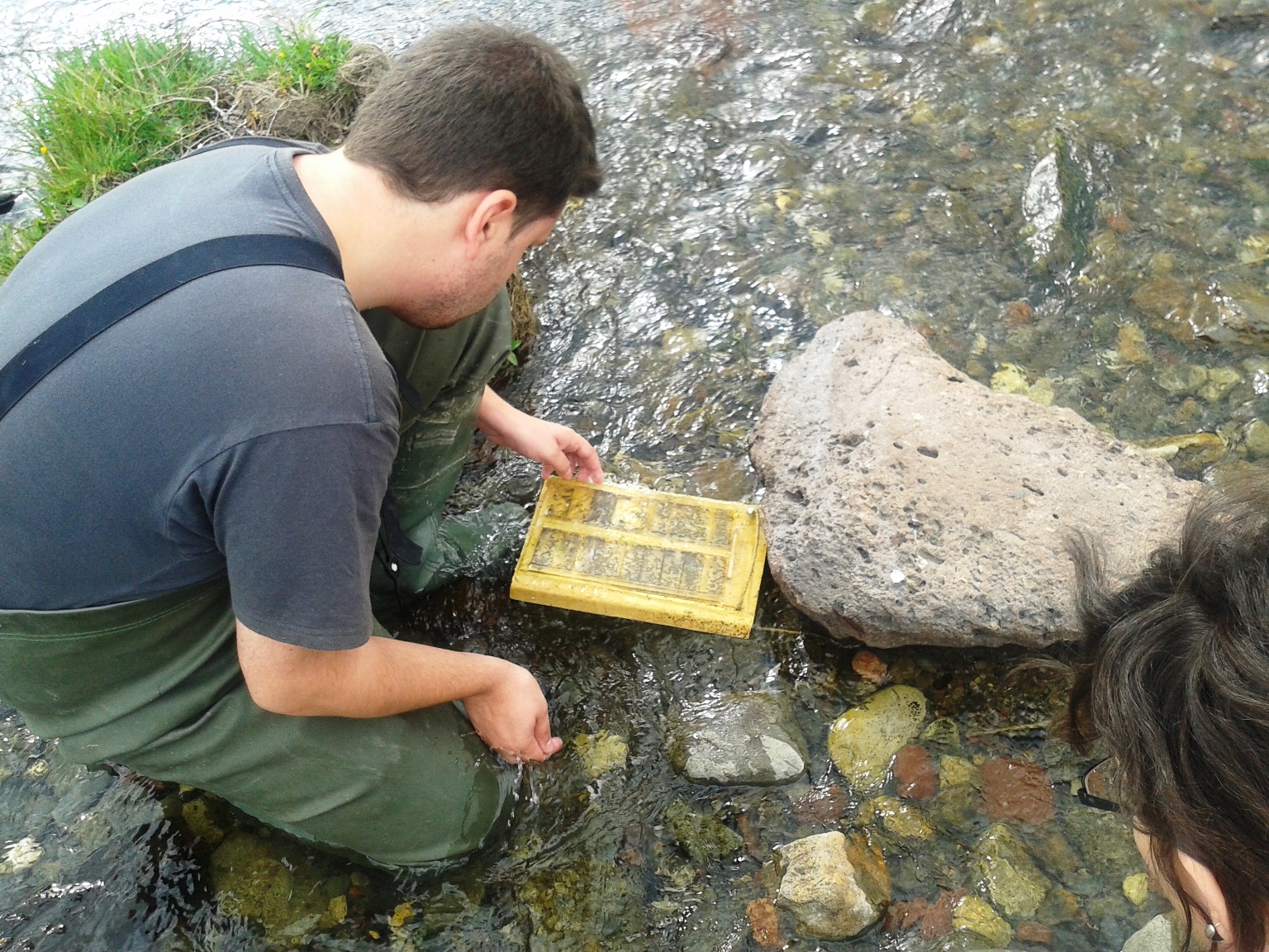 sólo Árboles: La importancia de los matojos
