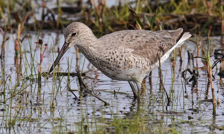 The Bruce Mactavish Newfoundland Birding Blog: Eastern & Western ...