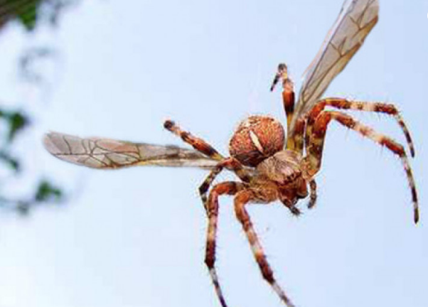 Medicinal Wasp-Spider Hybrids