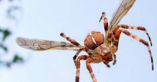 Medicinal Wasp-Spider Hybrids