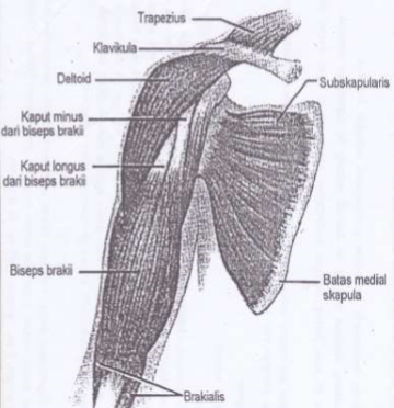 Contoh Latihan Penguatan Otot Lengan Makalah Komponen Pengertian Push ...