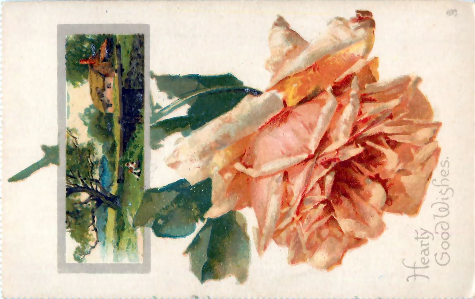 Vintage Art Light Salmon Roses Prints Postcard | Joy Design Studio