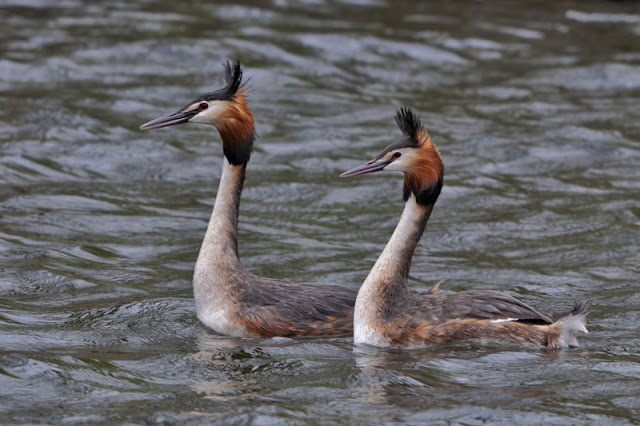 De Natuur van Huub Reulen: De Fuut