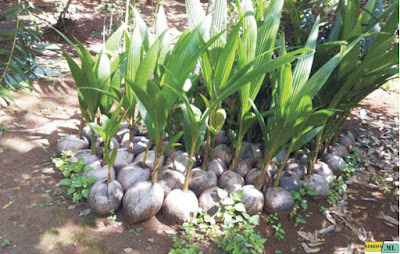 7 Characteristic of Monocots and Examples | Domain Biologi