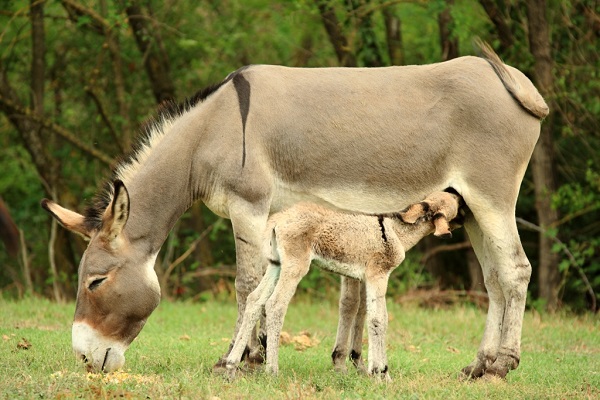 L'Asino del Lago: L'asino romagnolo