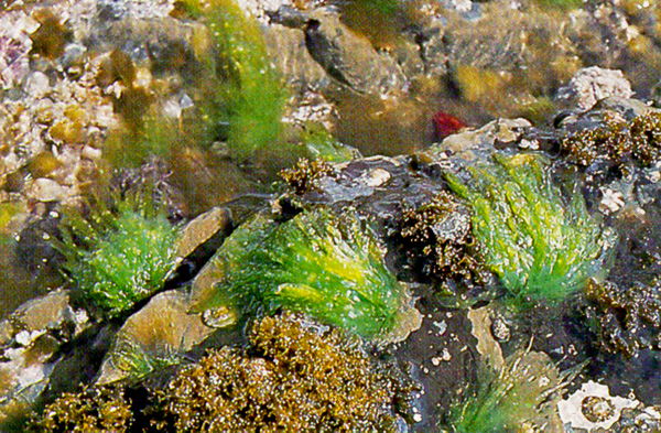 Hidrotermal: ALGAS USADAS EN ESTÉTICA HIDROTERMAL