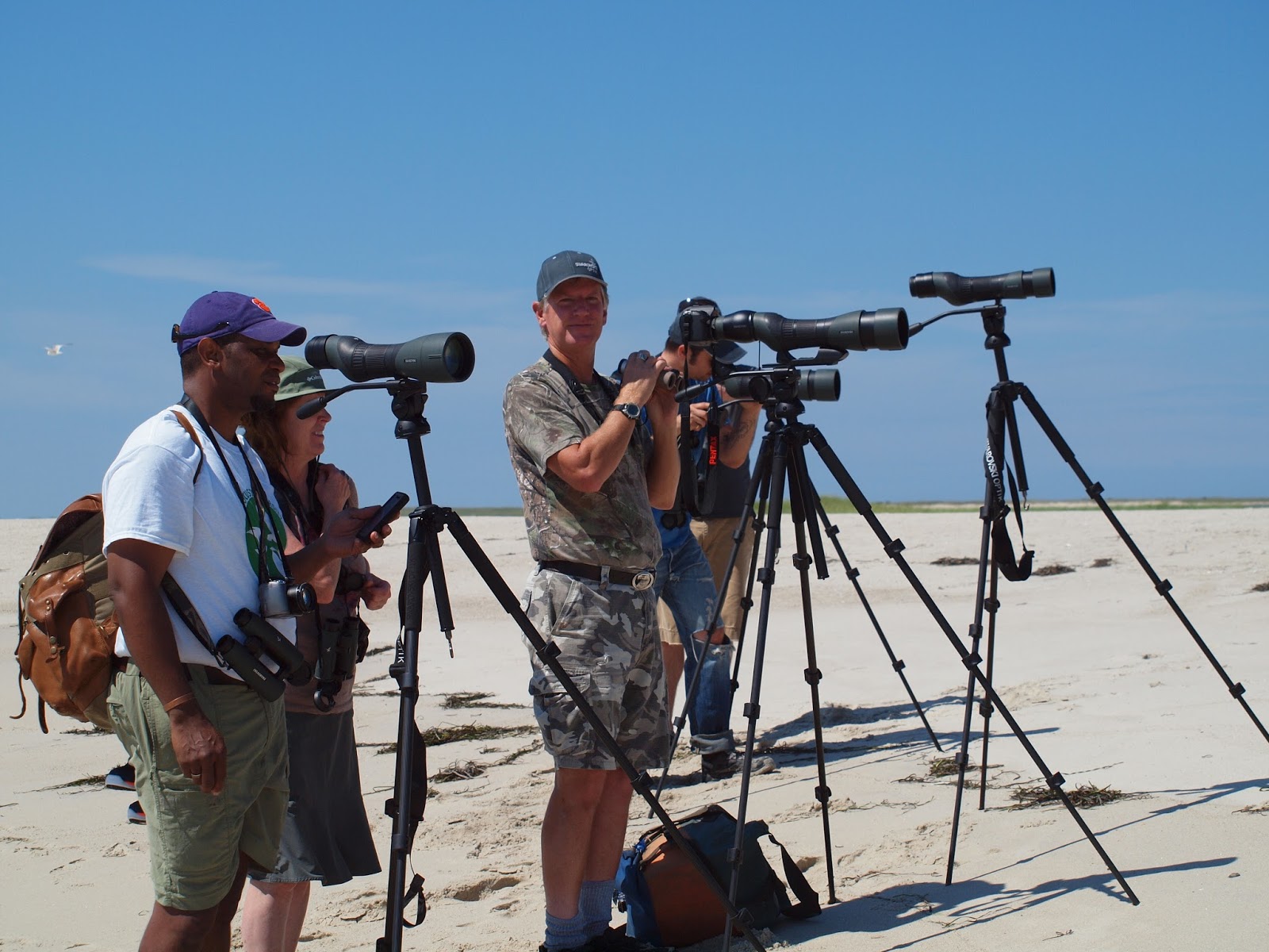 Birding Is Fun!: Birding South Beach, Chatham, MA with Swarovski Optik