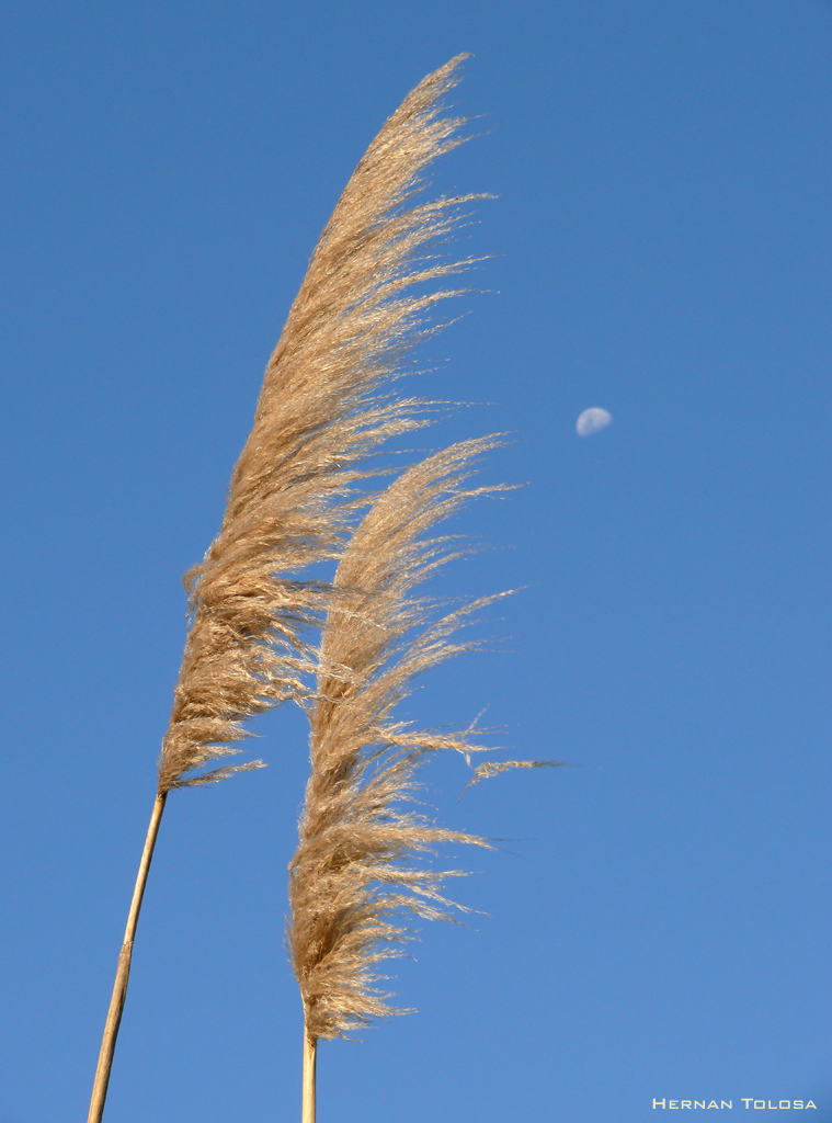 Flora Bonaerense: Cortadera (Cortaderia selloana)