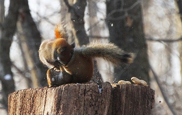 The ultimate squirrel battle (6 pics) | Amazing Creatures