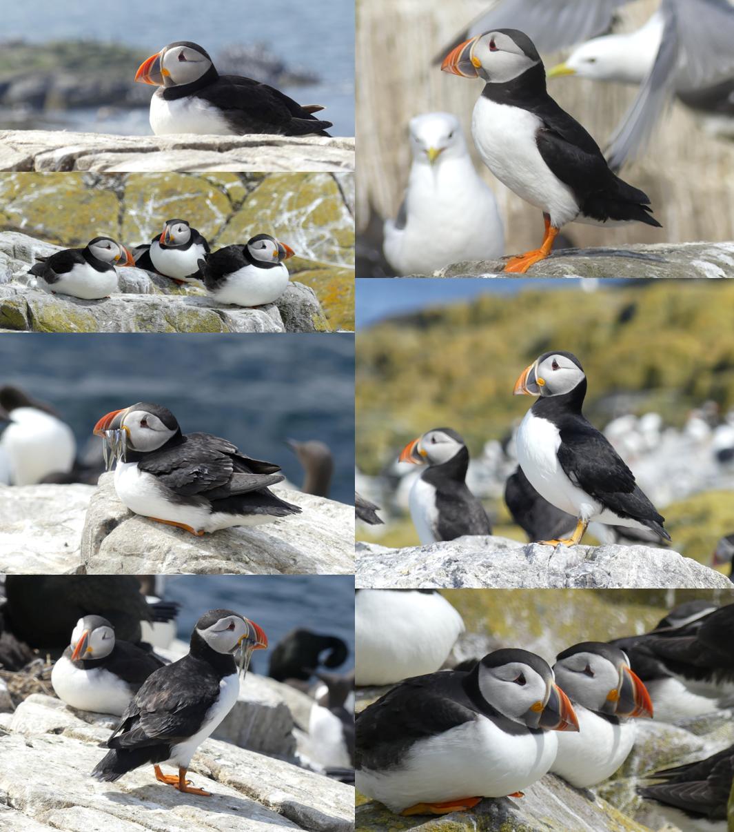 Julia Garner : Farne Island puffins