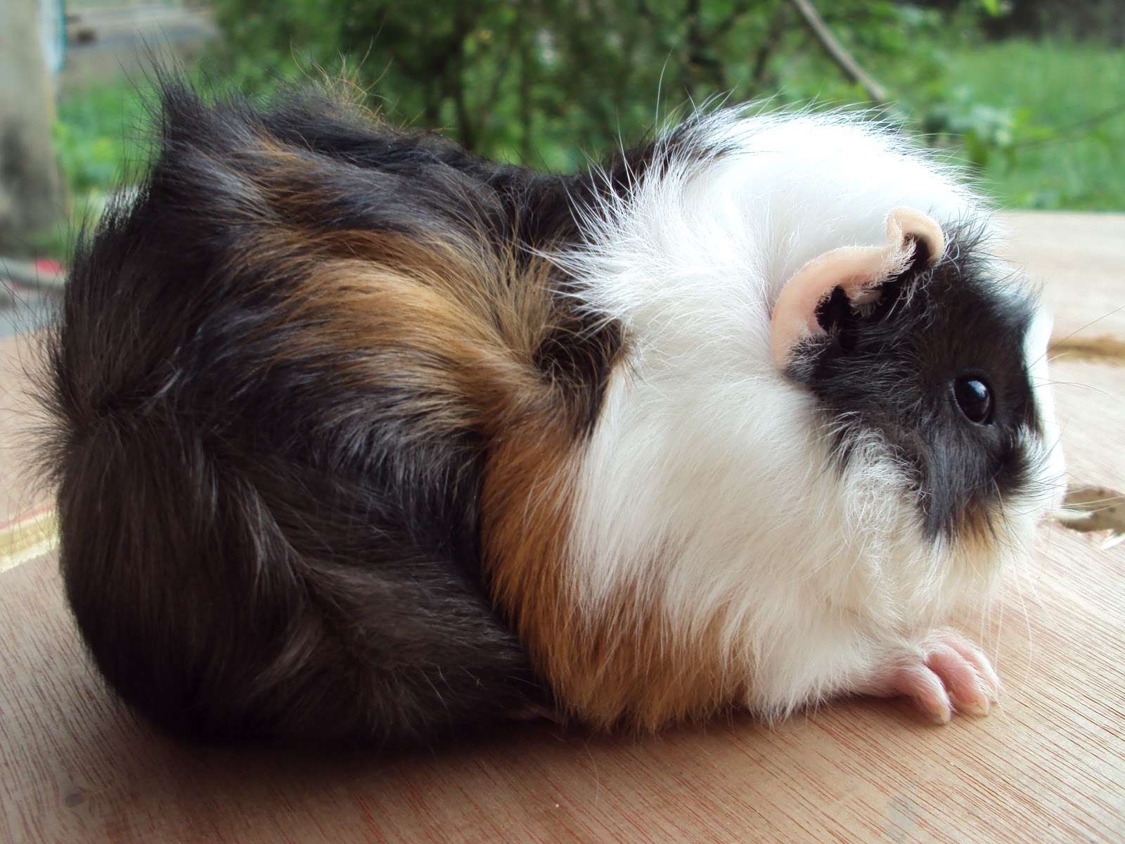 TobyFarm Pet Farm Tips and Care: Guinea Pigs For Sale