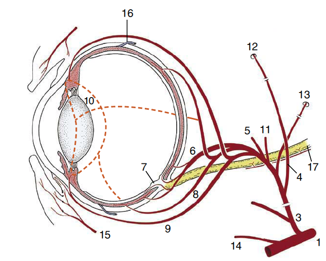 Eye Opener: Anatomy - Blood supply to the eye