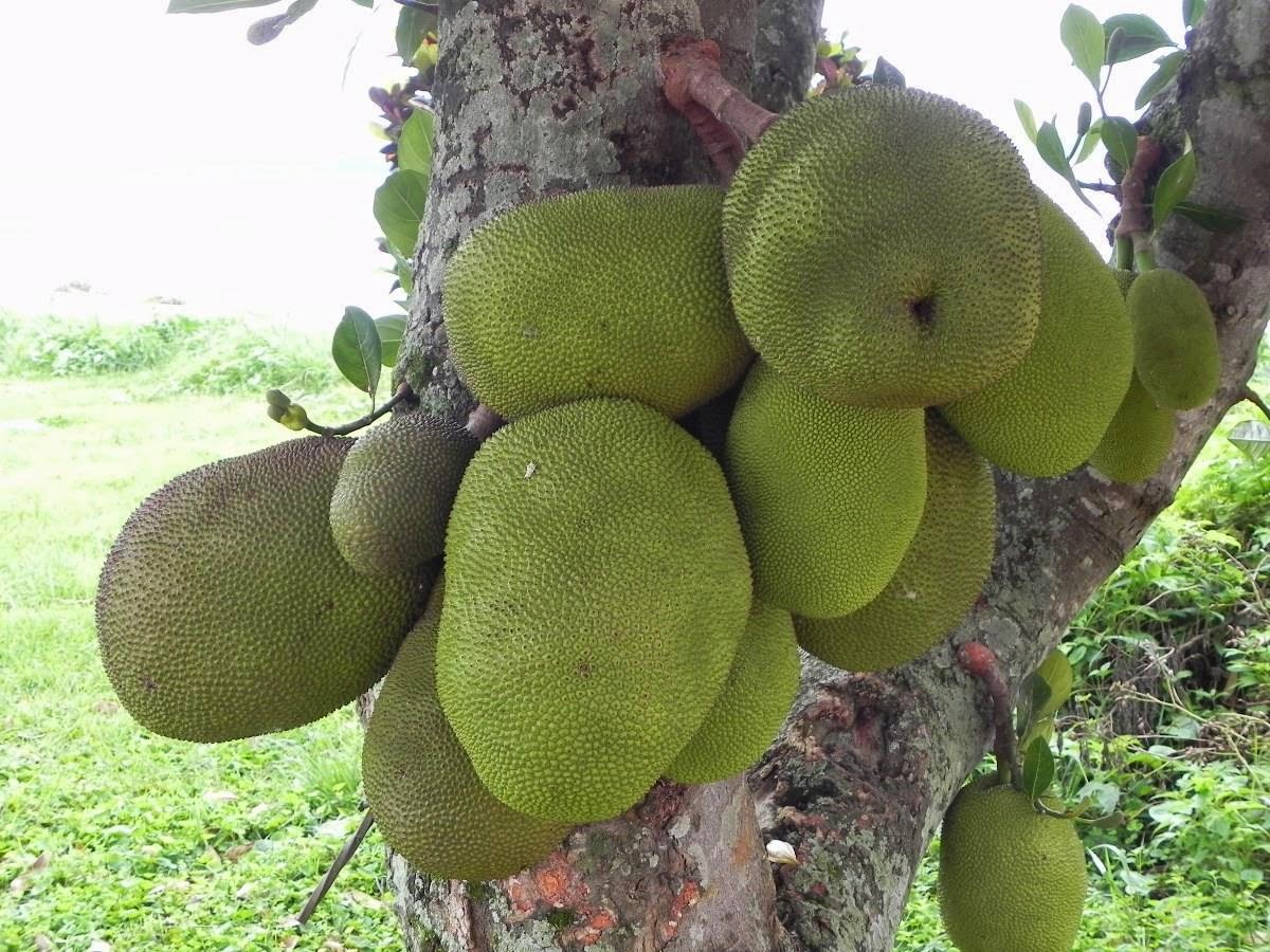 My Adventures In Uganda : Ugandan food: A Carbivore's Dream, An Atkinz ...