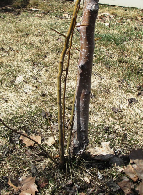 Fruit Tree Pruning at Its Best: Remove and Prevent Suckers
