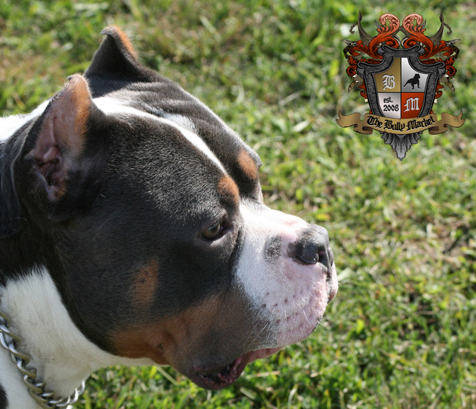 The Bully Markets Beastro