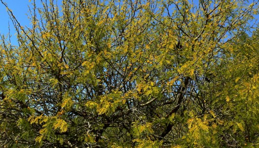 Espinillo, Caven, Aromo, Espino o Churqui [Acacia Caven] - Hora 25 Forestal