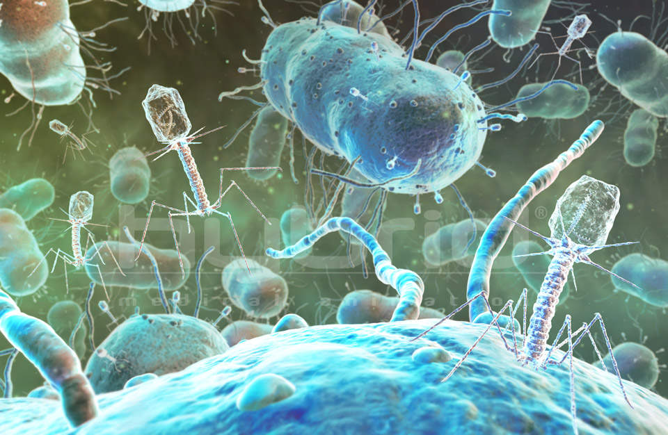 Bacteriophage | YANJUZ