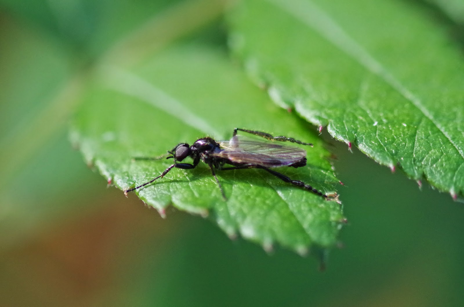 The Bugs in the Backyard: Updates