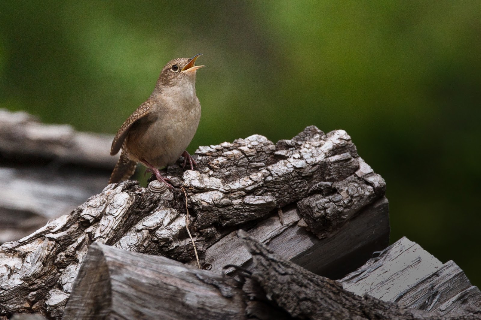 Feather Tailed Stories: House Wren