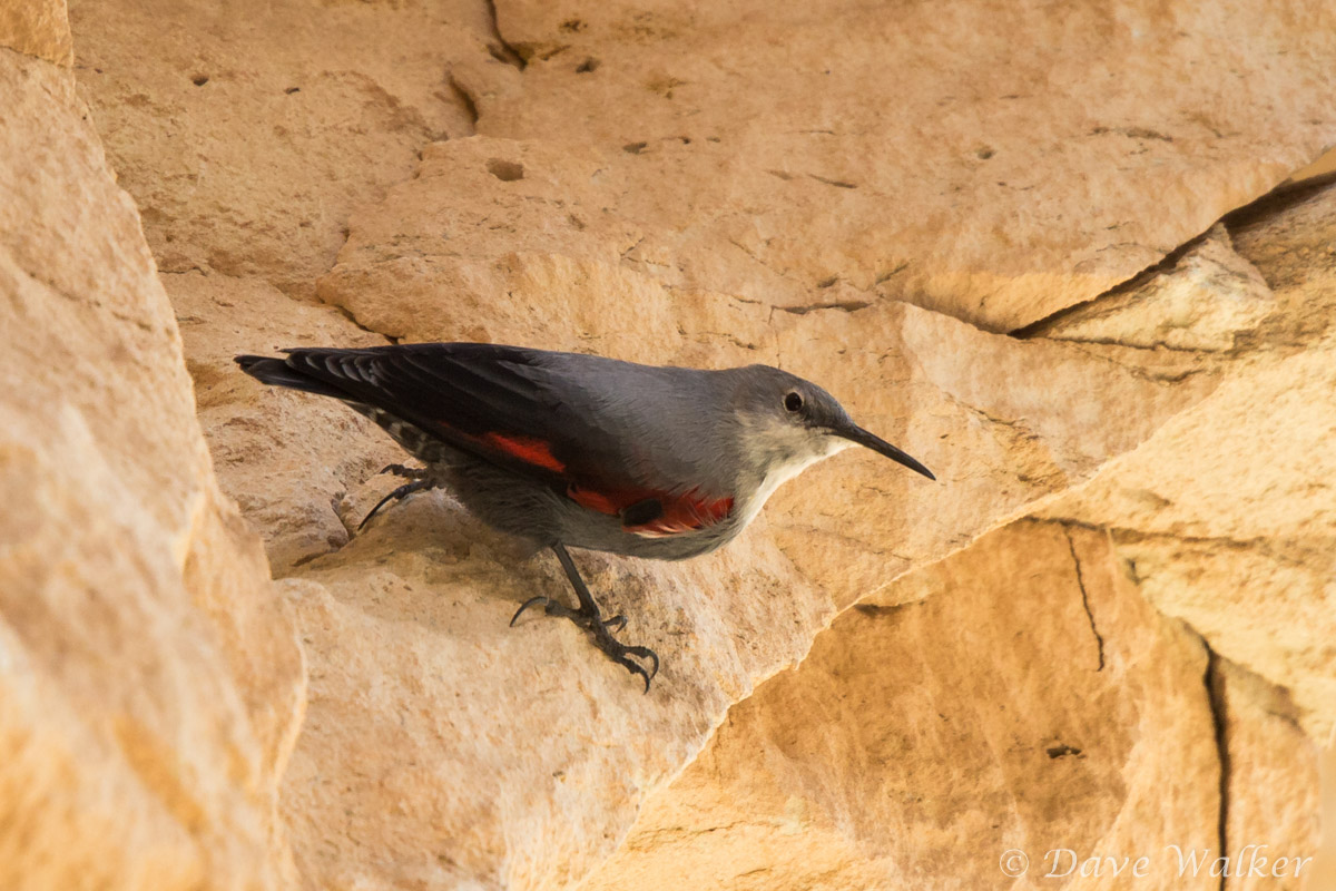 Cyprus Birds and Nature: Wallcreeper
