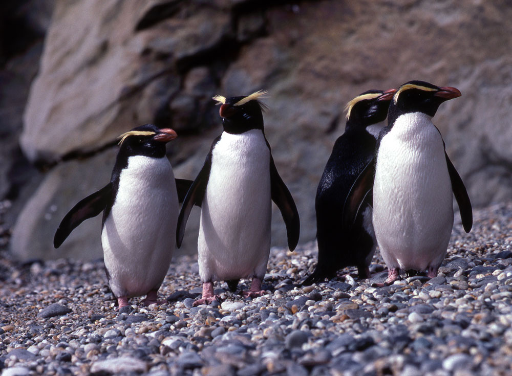 Crested Penguin