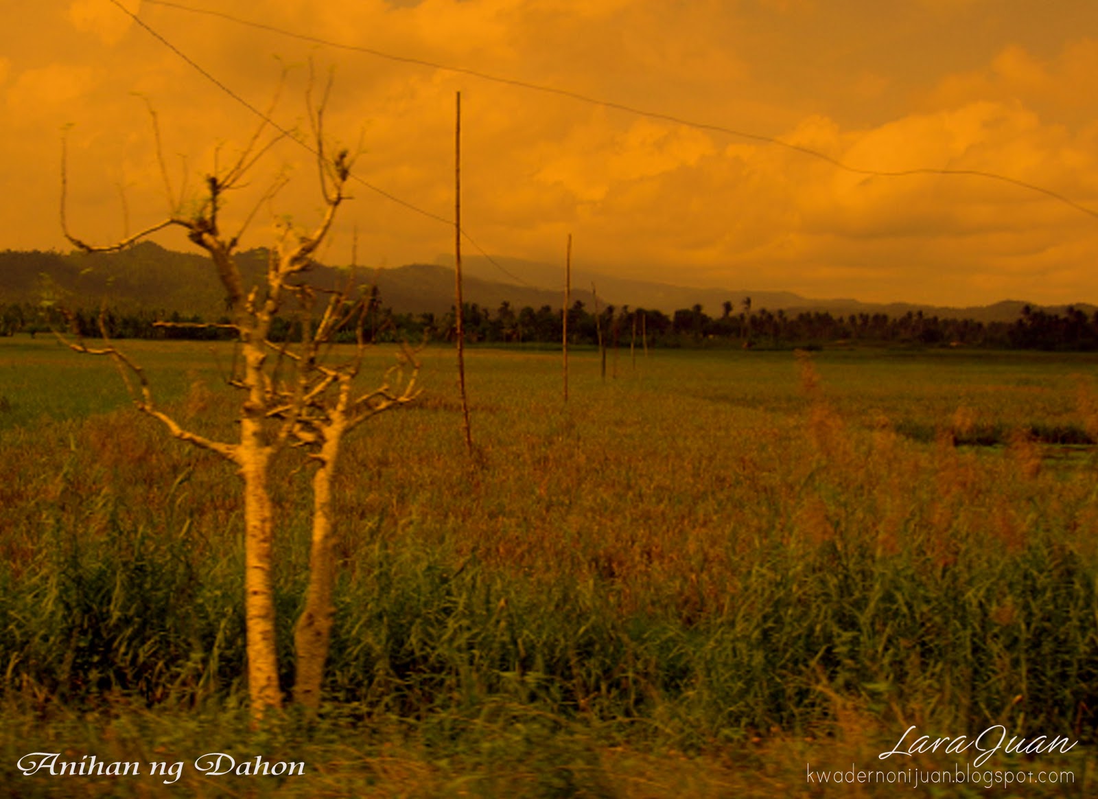 Kwaderno ni Juan: Anihan ng Dahon (LaraJuan 6)