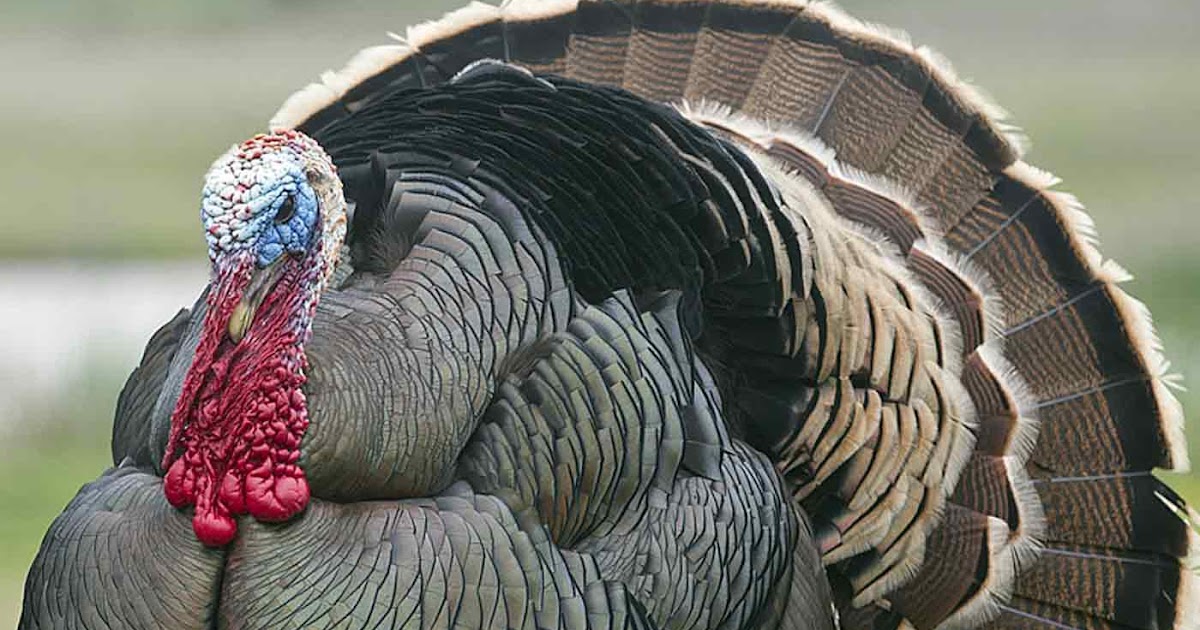 Special - Thanksgiving or Turkey Day of Gobble Gobble, A North American ...