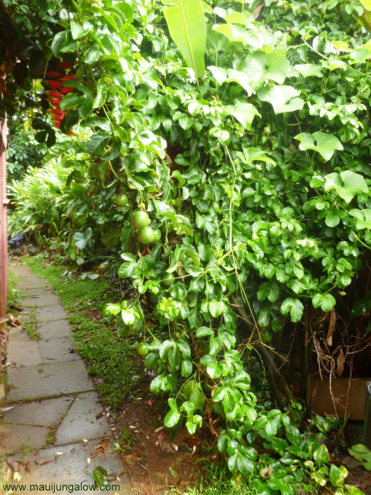 Maui Jungalow: Jamaican and Regular Liliko'i