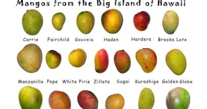 El Mango: TIPOS DE MANGO