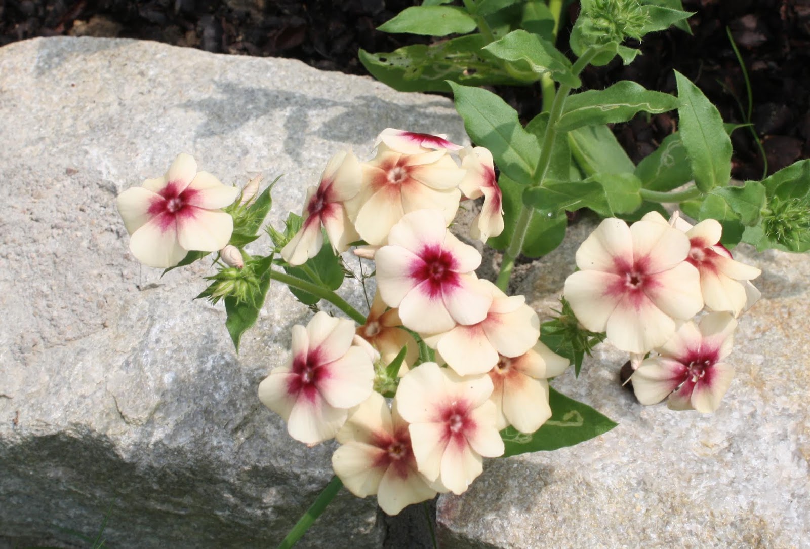 Jardin à Welekete: Phlox drummondii