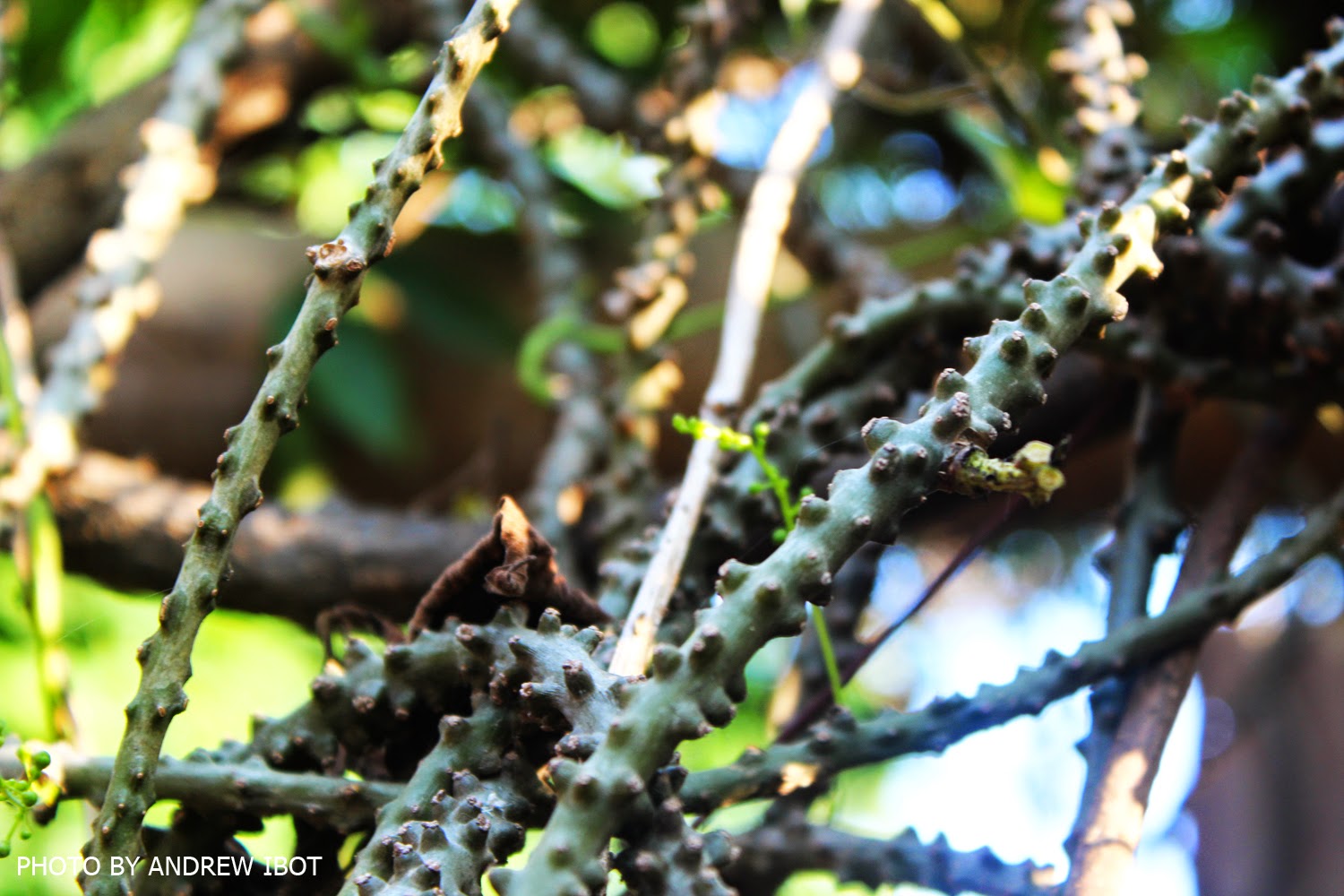 Ako si ANDREW IBOT!: Makabuhay (Tinospora rumphii Boerl)