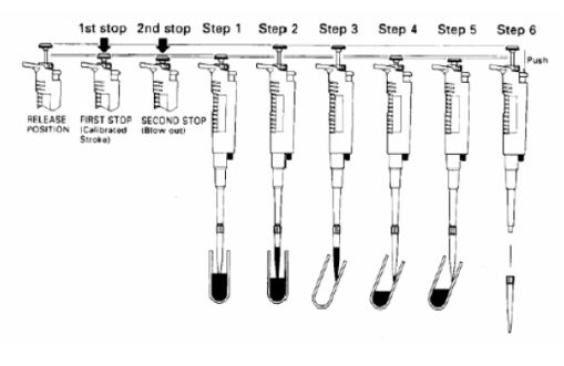 The Scientific Research Process: The Use of Micropipettes