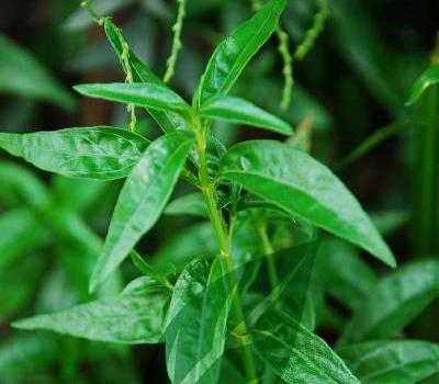 Herbal For Health: Sambiloto