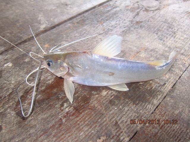 jom pancing lepak tepi laut: memancing - jeti sungai sabak aur