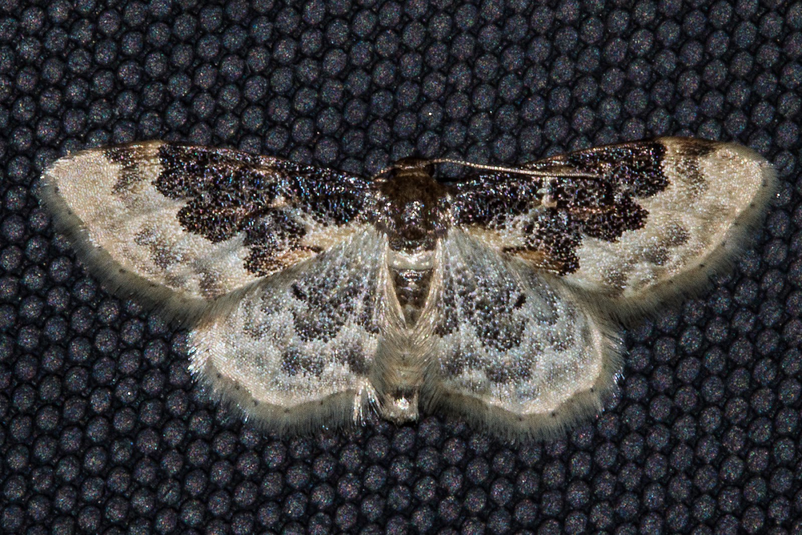 Butterflies, Dragonflies, Moths & other Insects: Least Carpet Moth