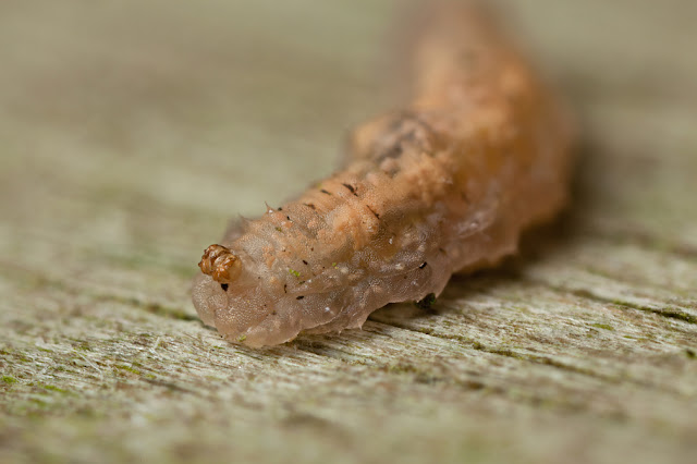 phils photographic adventures: Jan 8th Alian Blob and springtails at ...