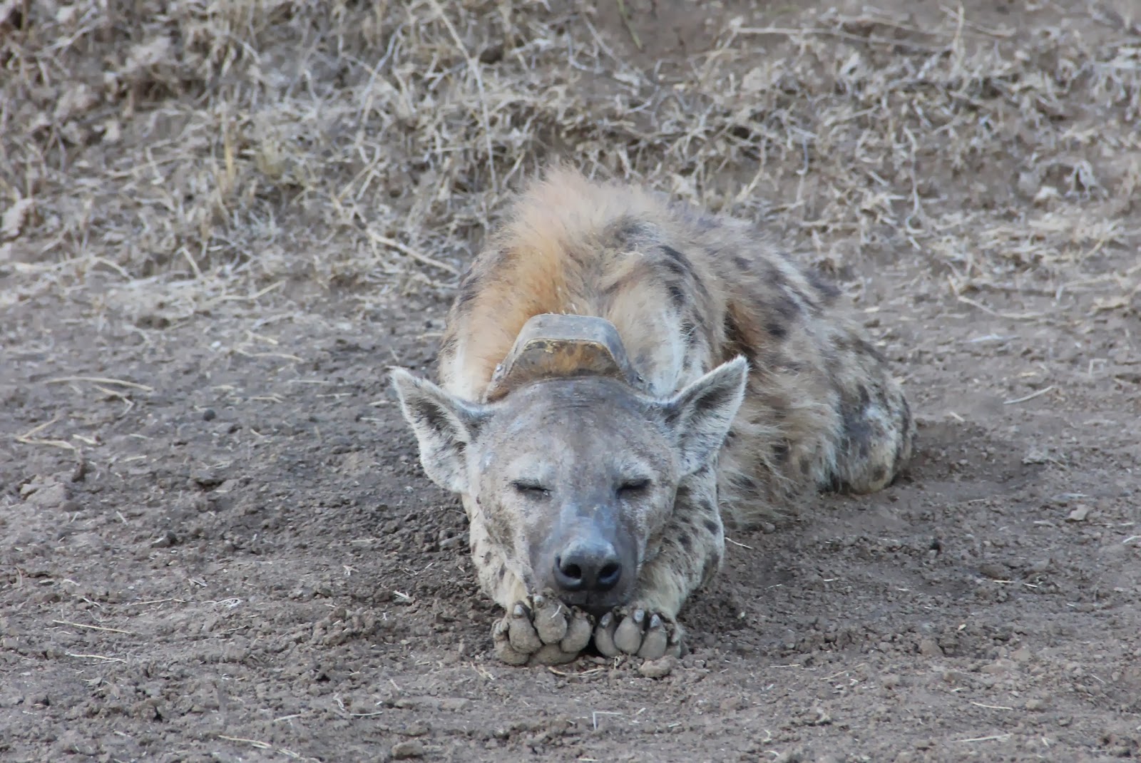 Notes From Kenya: MSU Hyena Research: November 2013