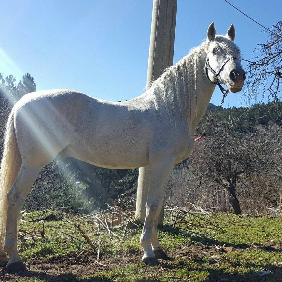 scuderia mario cardamone: CAVALLI IN VENDITA