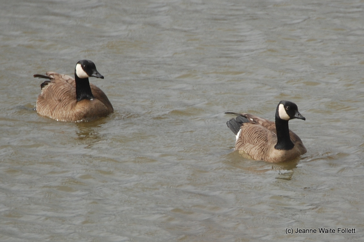 Gullible's Travels: Duck Hunting and Honking' Honkers