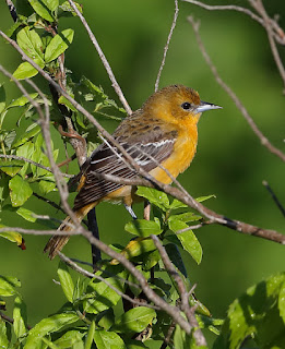 See What I See: Ocean City NJ wildlife -small birds