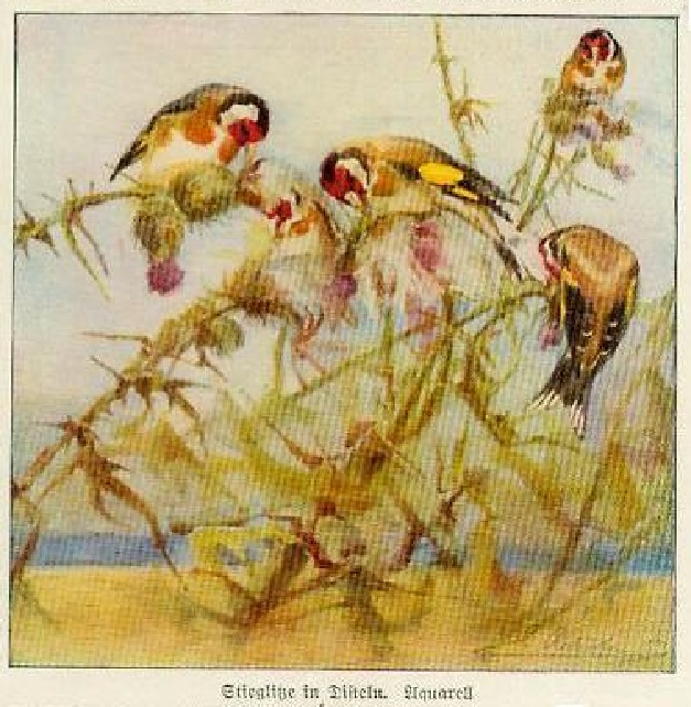 Altes und Neues von Bernd Nowack, Dessau: Der arme Distelfink des Carel ...