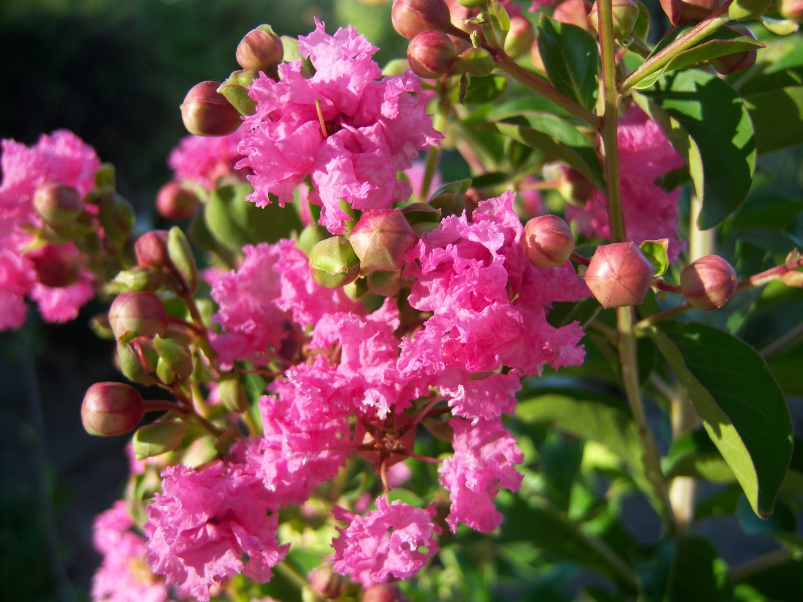 ARBOL DE JUPITER - BOTÀNIC SERRAT